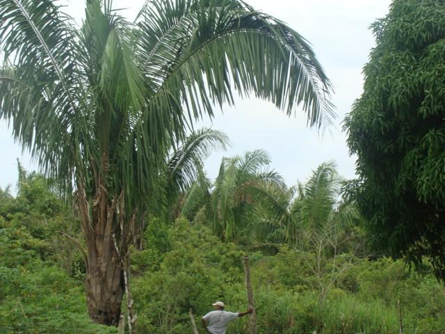 Se vende terreno en la comunidad de toabre, penonome - P113919 | InmoPanama